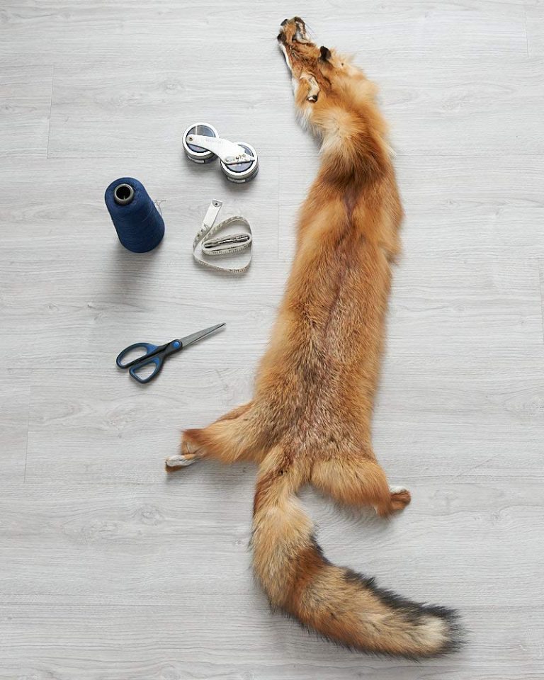 How to Skin a Fox For Taxidermy - Hunting Note