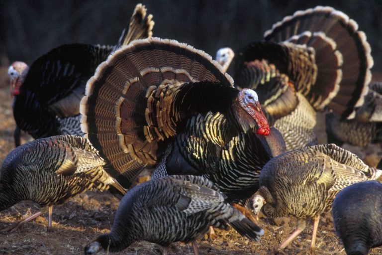 How to Roost a Turkey - Hunting Note