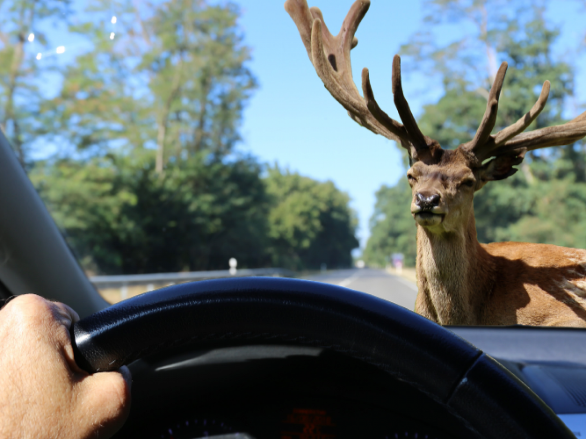 What is Deer Driving? - Hunting Note